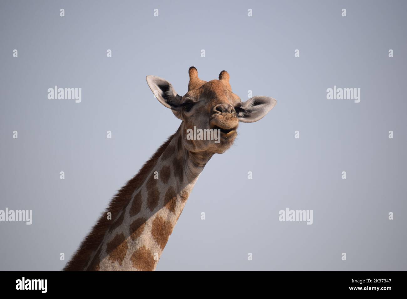 Giraffe neck bone hi-res stock photography and images - Alamy
