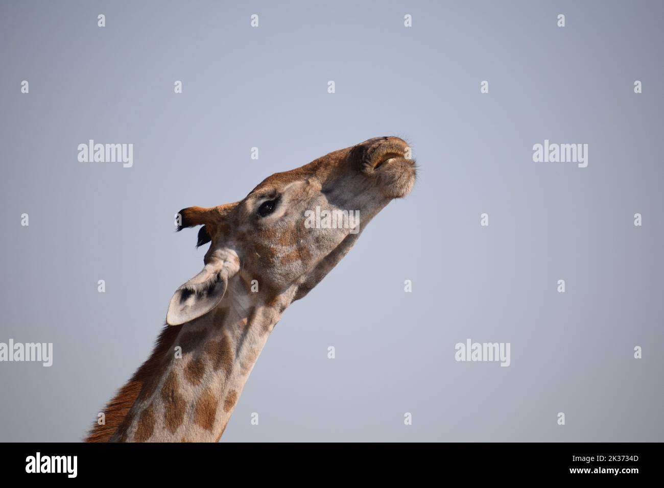Giraffe neck bone hi-res stock photography and images - Alamy