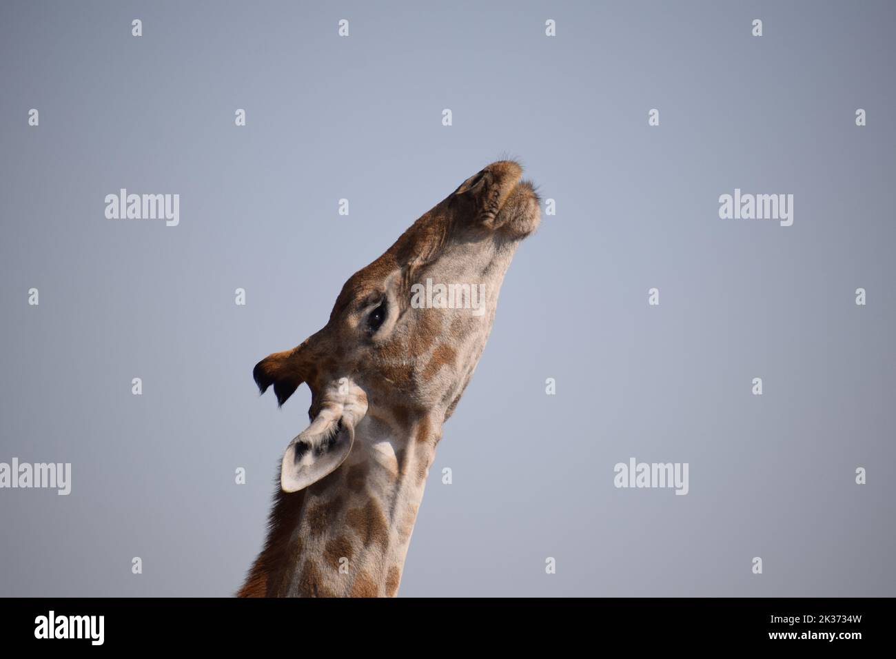 Giraffe neck bones hi-res stock photography and images - Alamy