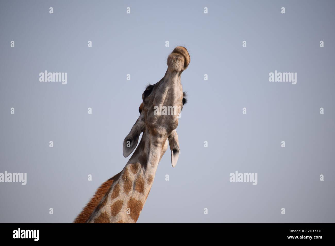 Giraffe neck bone hi-res stock photography and images - Alamy