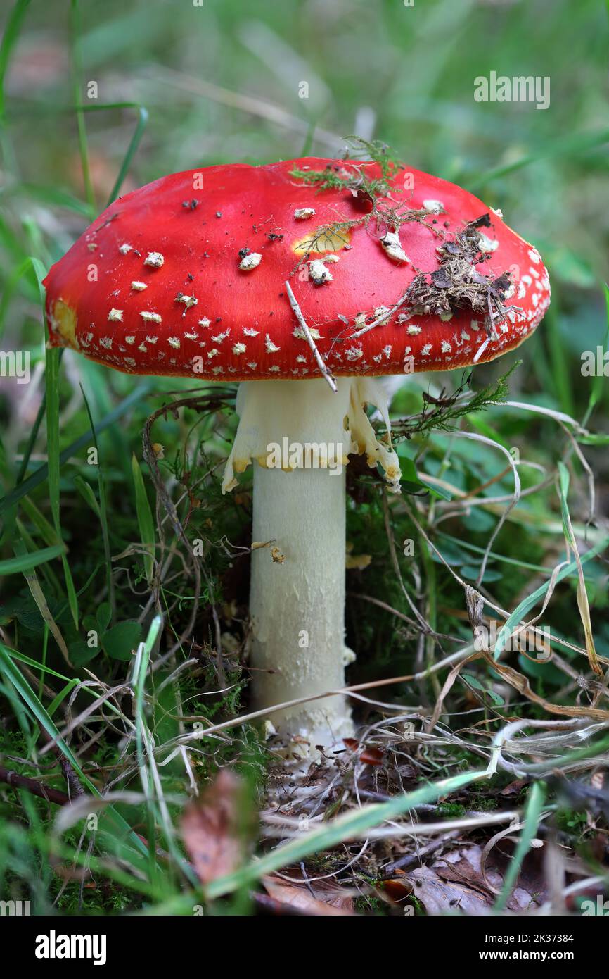 Amanita Fungi growing on a Forest Floor. County Durham, England, UK ...