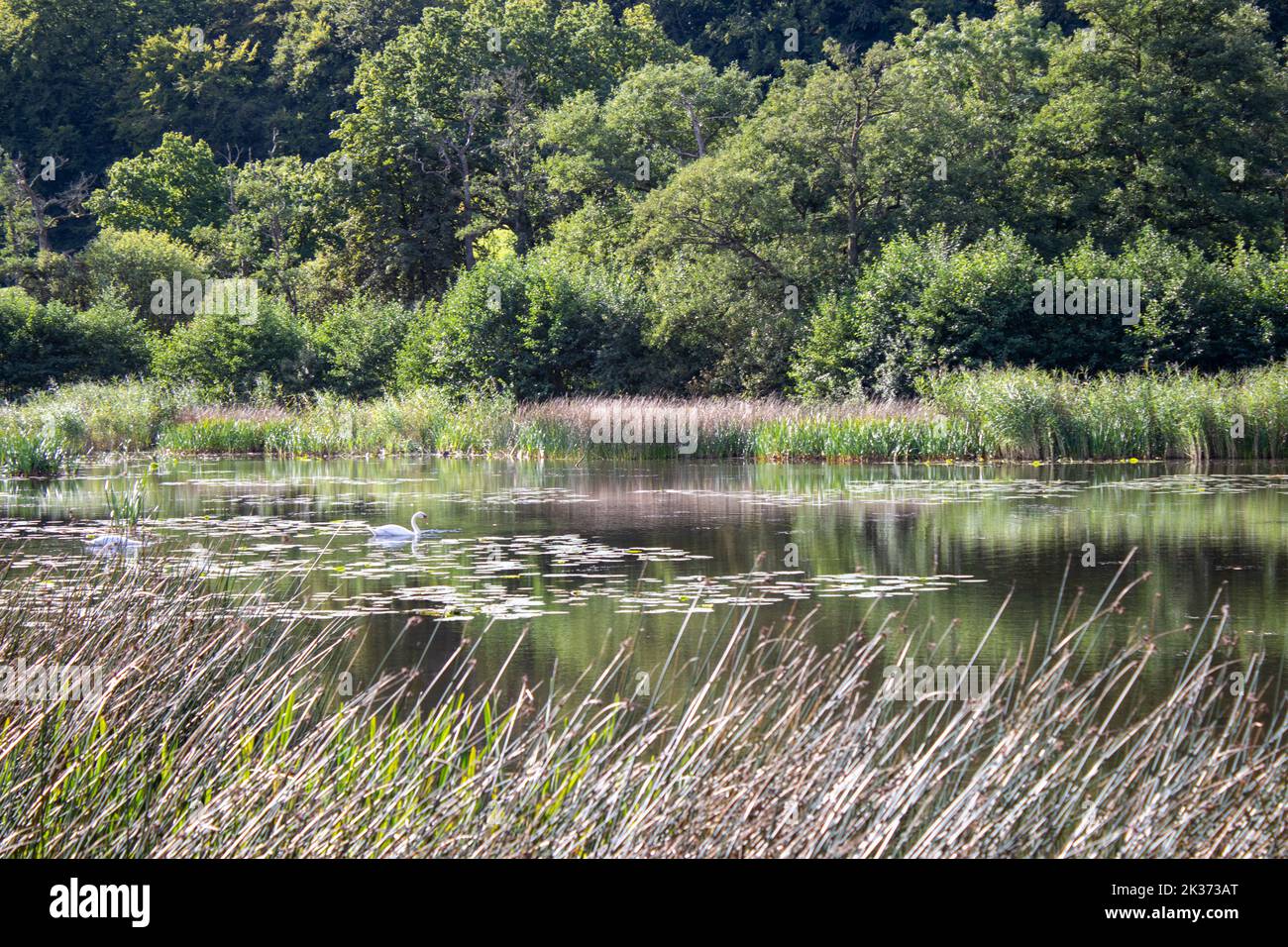 Small lake in Denmark under the blue sky. Reflections in the water ...