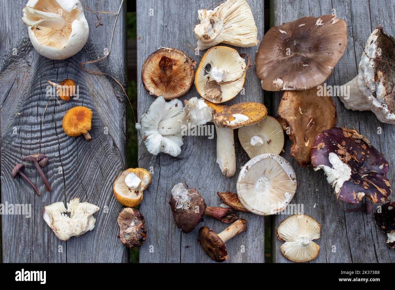 Variety of wild mushrooms from a forest in Denmark Stock Photo - Alamy
