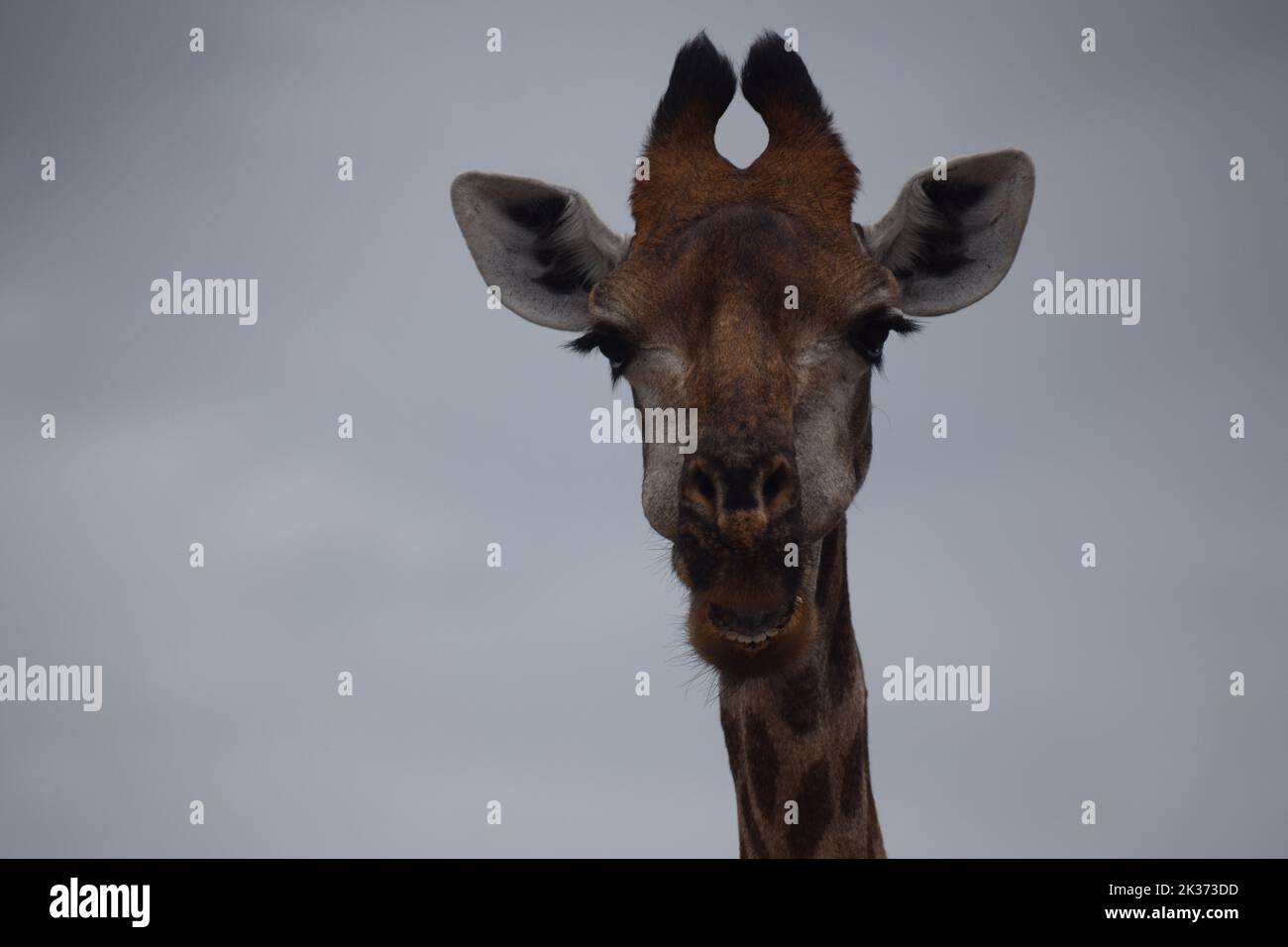 Classic browsers hi-res stock photography and images - Alamy