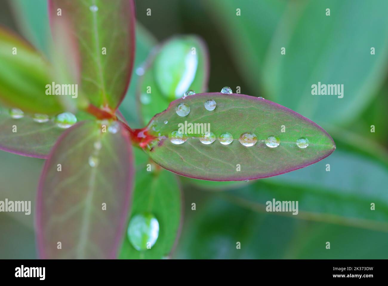 Row of Water Droplets on a Rose of Sharon Leaf Stock Photo - Alamy