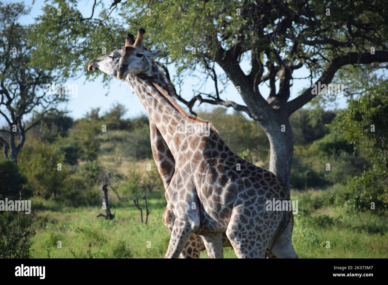 Classic browsers hi-res stock photography and images - Alamy