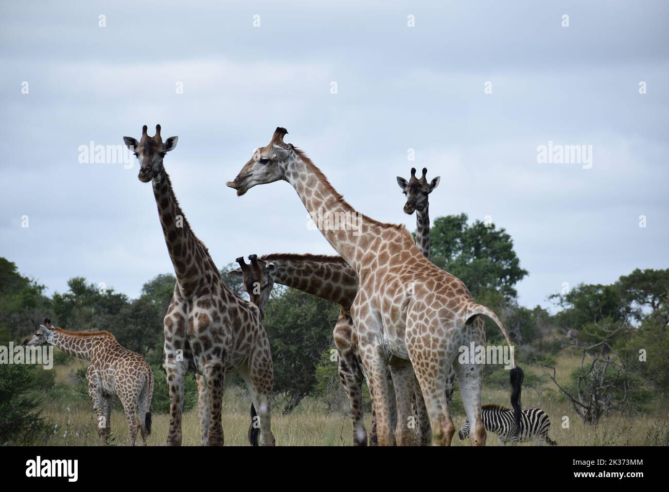 Five ossicones hi-res stock photography and images - Alamy