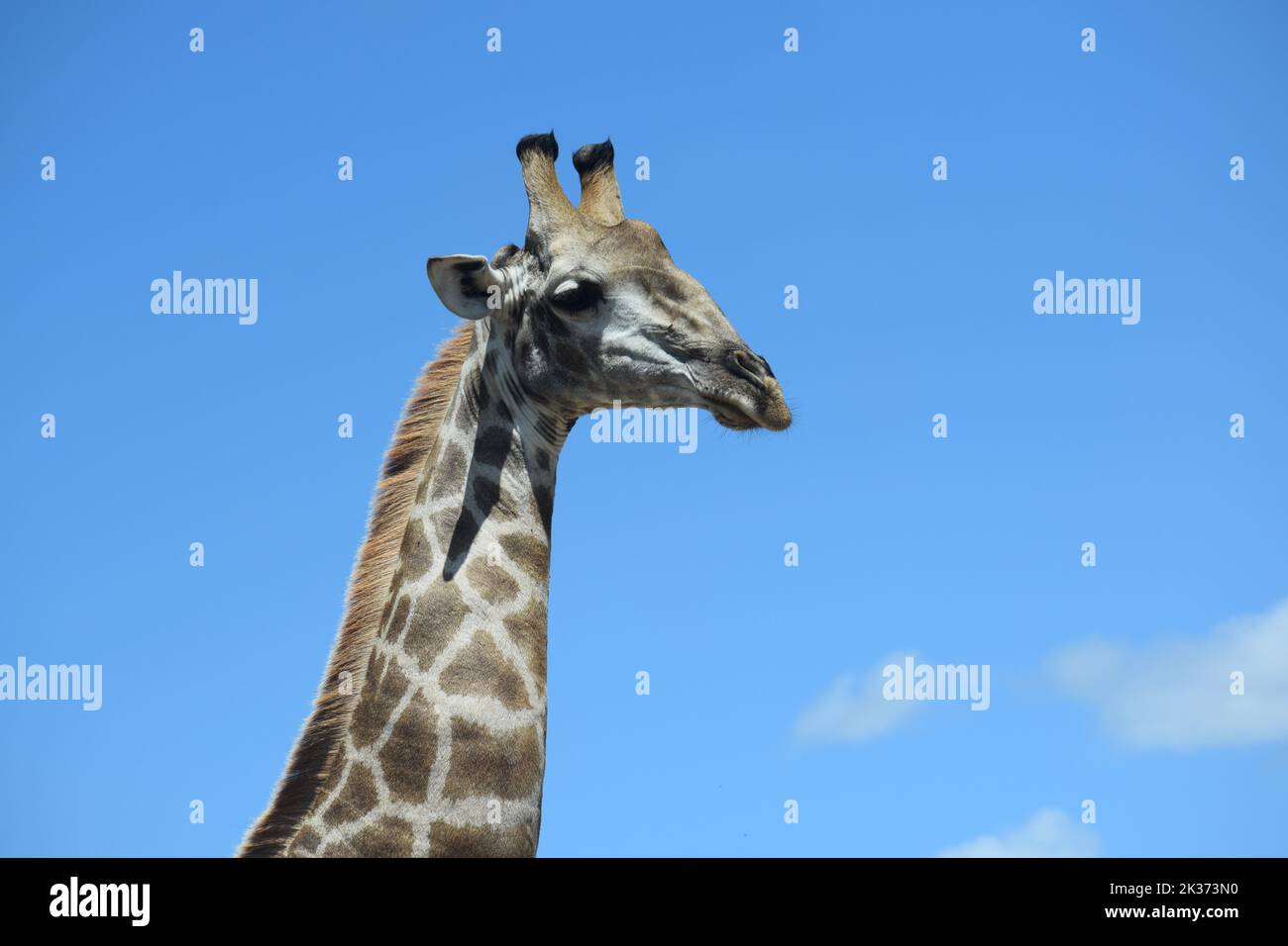 Classic browsers hi-res stock photography and images - Alamy