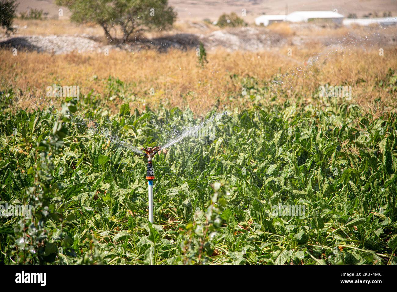 Automatic Sprinkler irrigation system watering in the vegetable farm ...