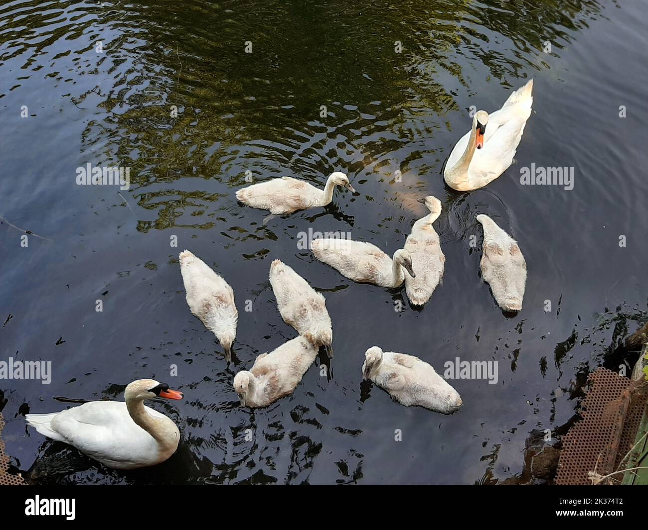 Swan family with small grey baby swans in the river Stock Photo - Alamy