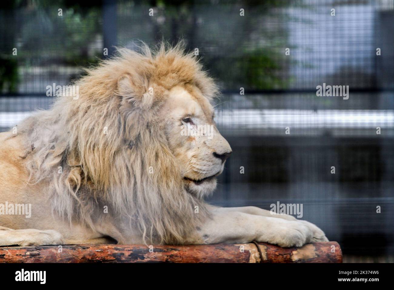 New lion enclosure hi-res stock photography and images - Alamy