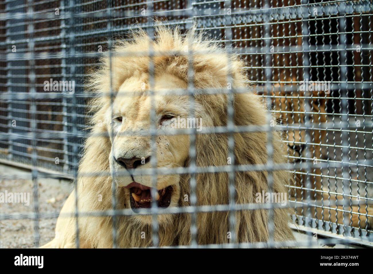 New lion enclosure hi-res stock photography and images - Alamy