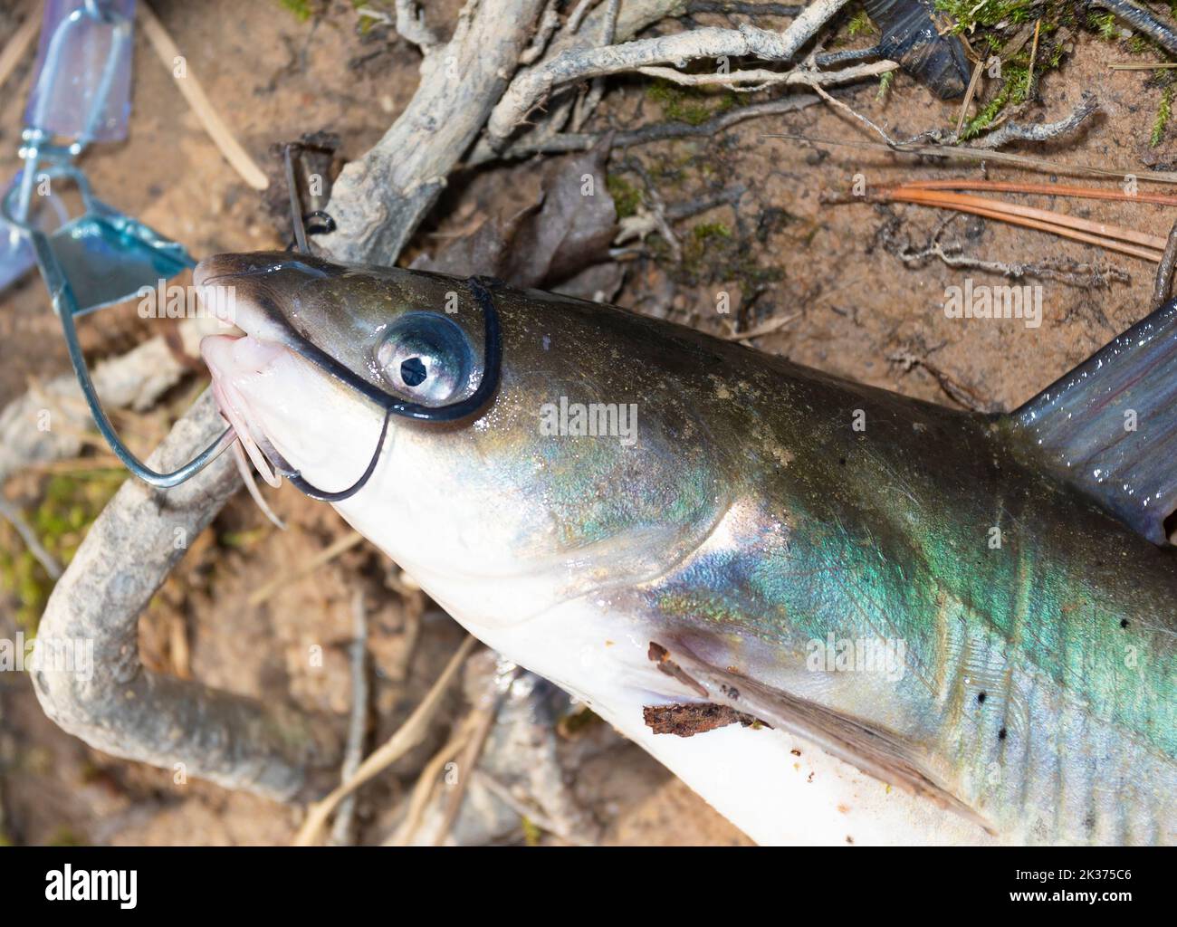 Catfish whiskers hi-res stock photography and images - Alamy
