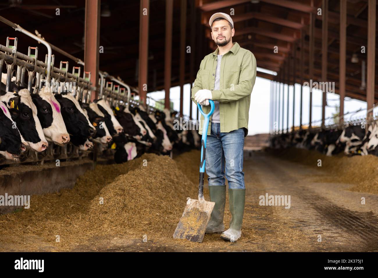 Young cow resting in barn hi-res stock photography and images - Alamy