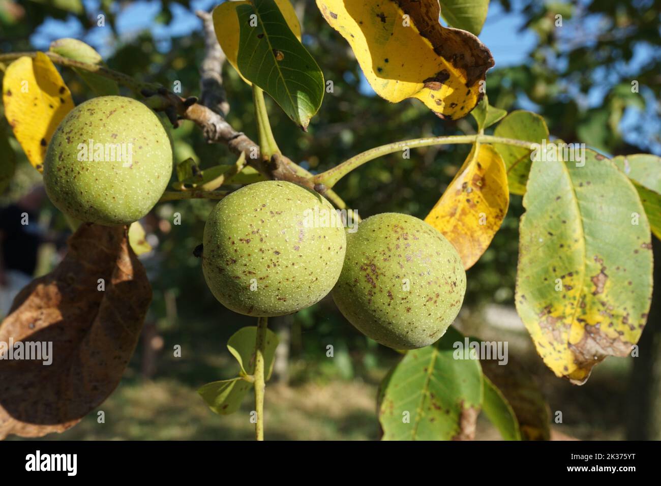 three pears among yellowed leaves Stock Photo - Alamy