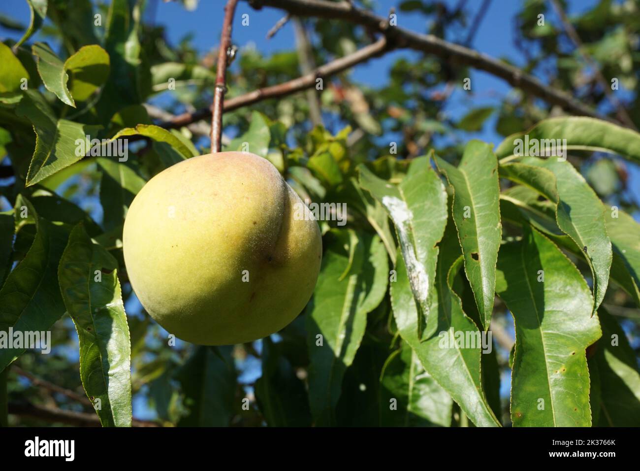 Peach growing on tree hi-res stock photography and images - Alamy