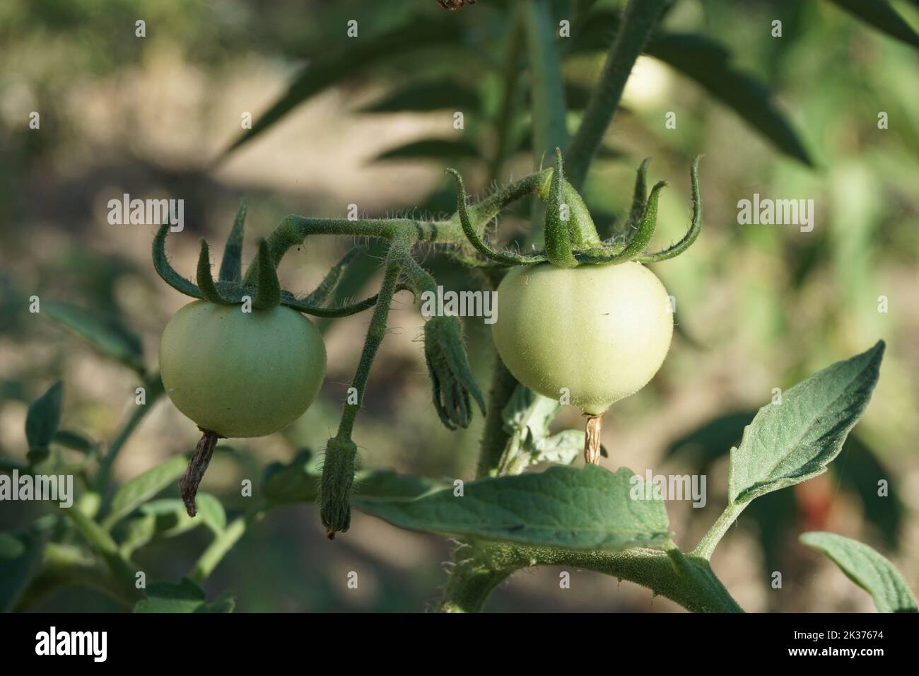 Two tomatoes hi-res stock photography and images - Alamy