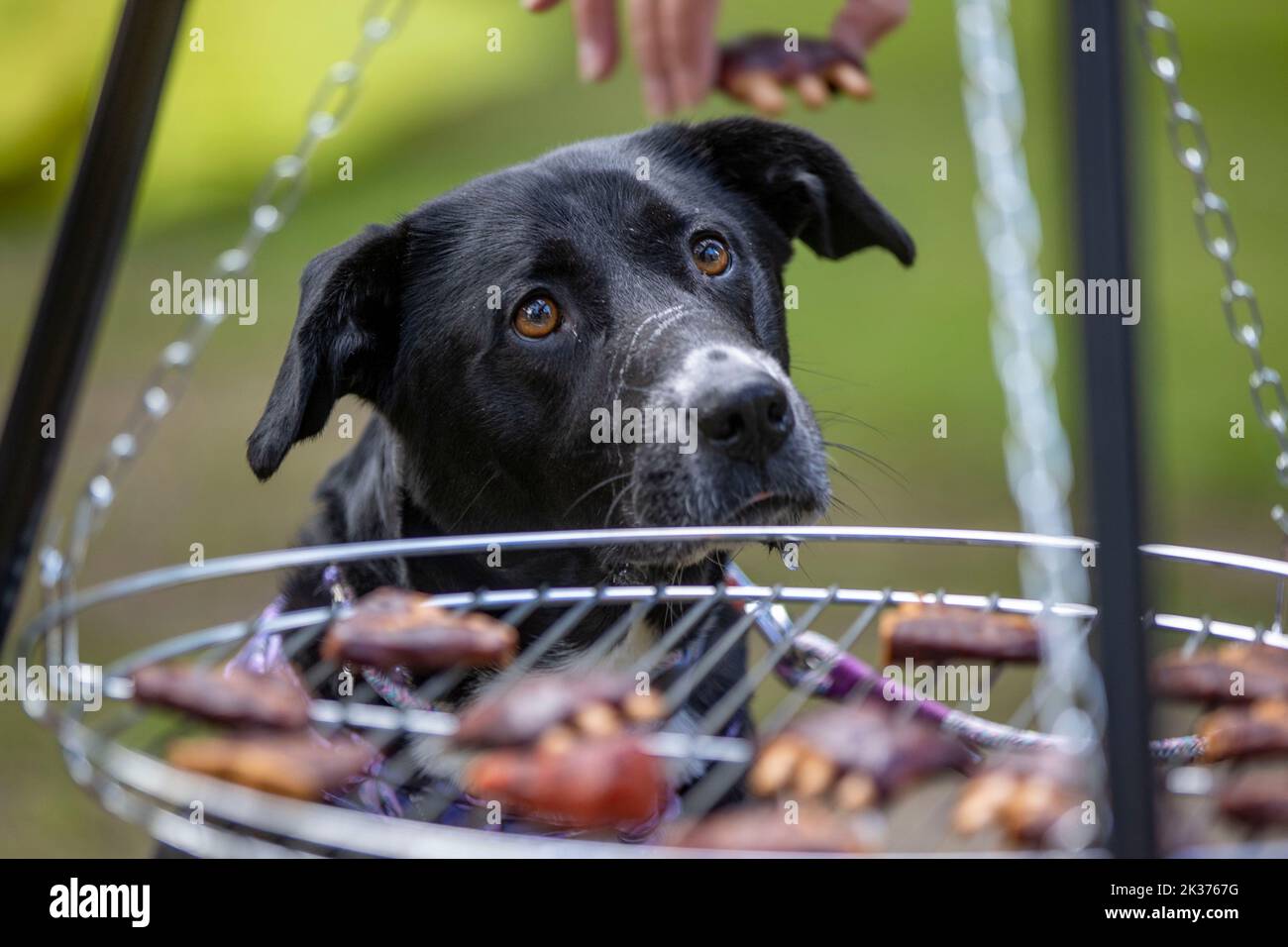 Grill is swimming with dogs hi-res stock photography and images - Alamy