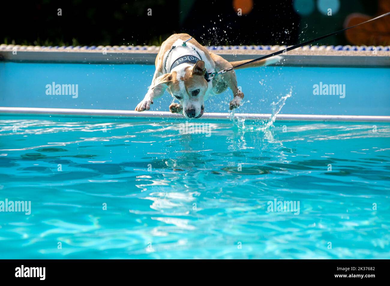Dog jumps into swimming pool hi-res stock photography and images - Alamy