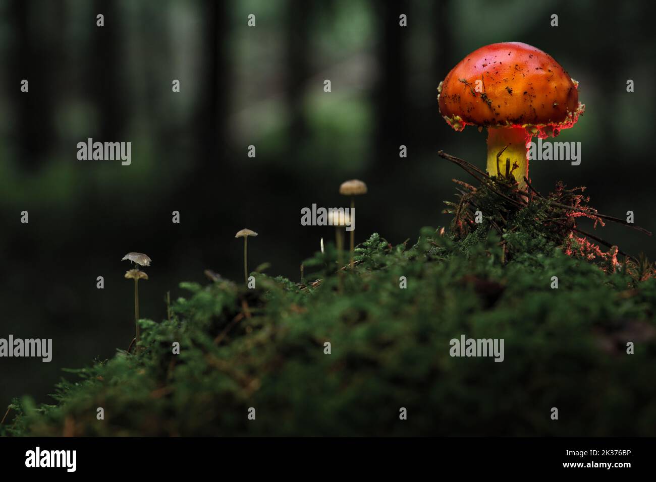 Fly agaric or Fly amanita (Amanita muscaria) is a basidiomycete of the ...