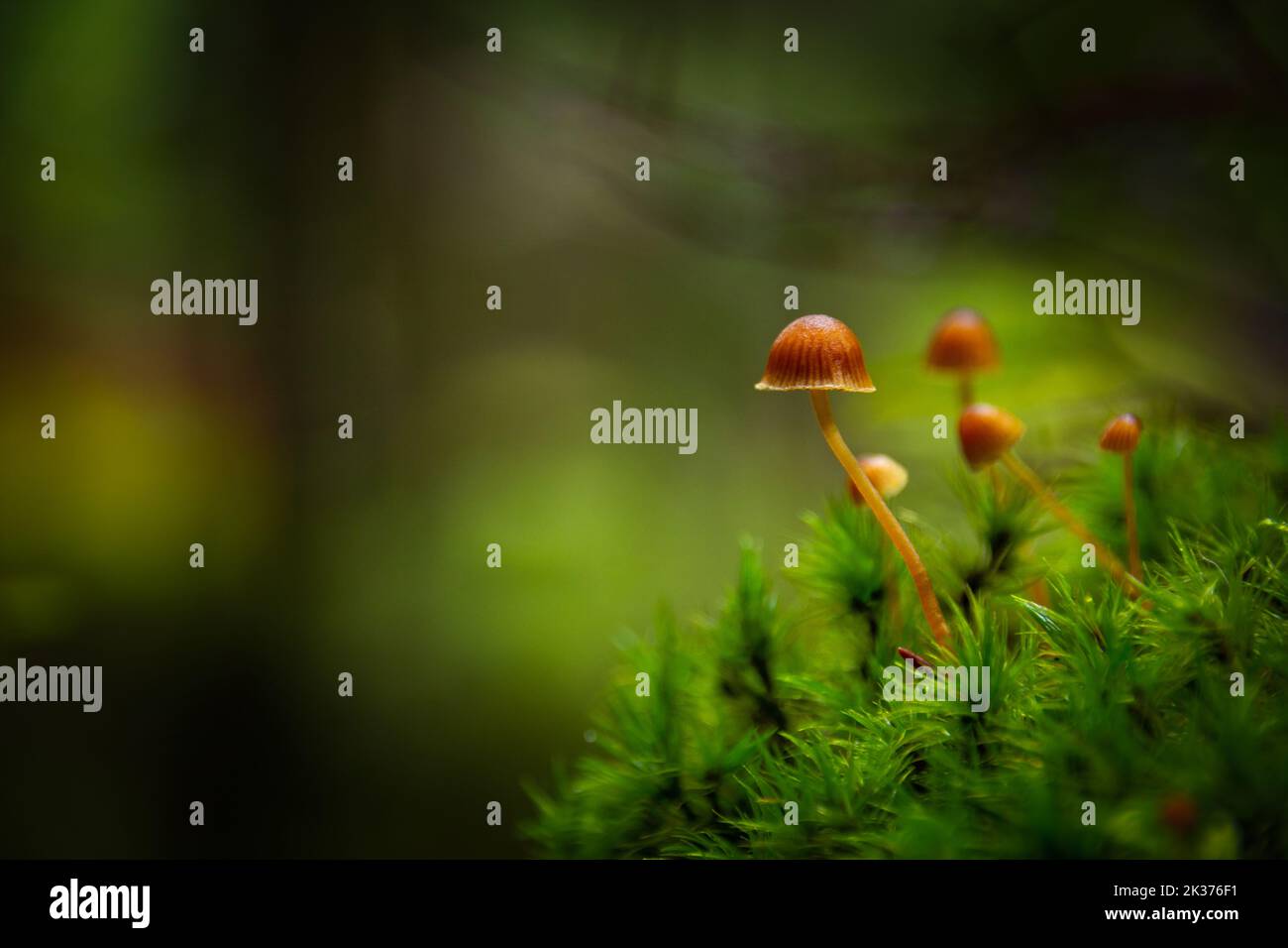 Small mushrooms toadstools on green moss Stock Photo - Alamy