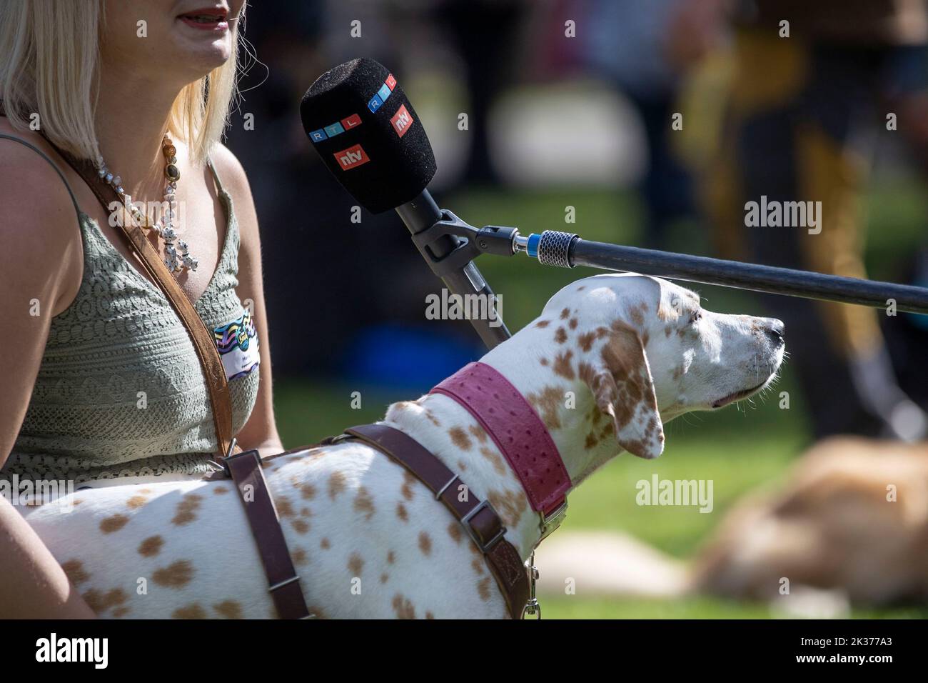 Online interview dog hi-res stock photography and images - Alamy