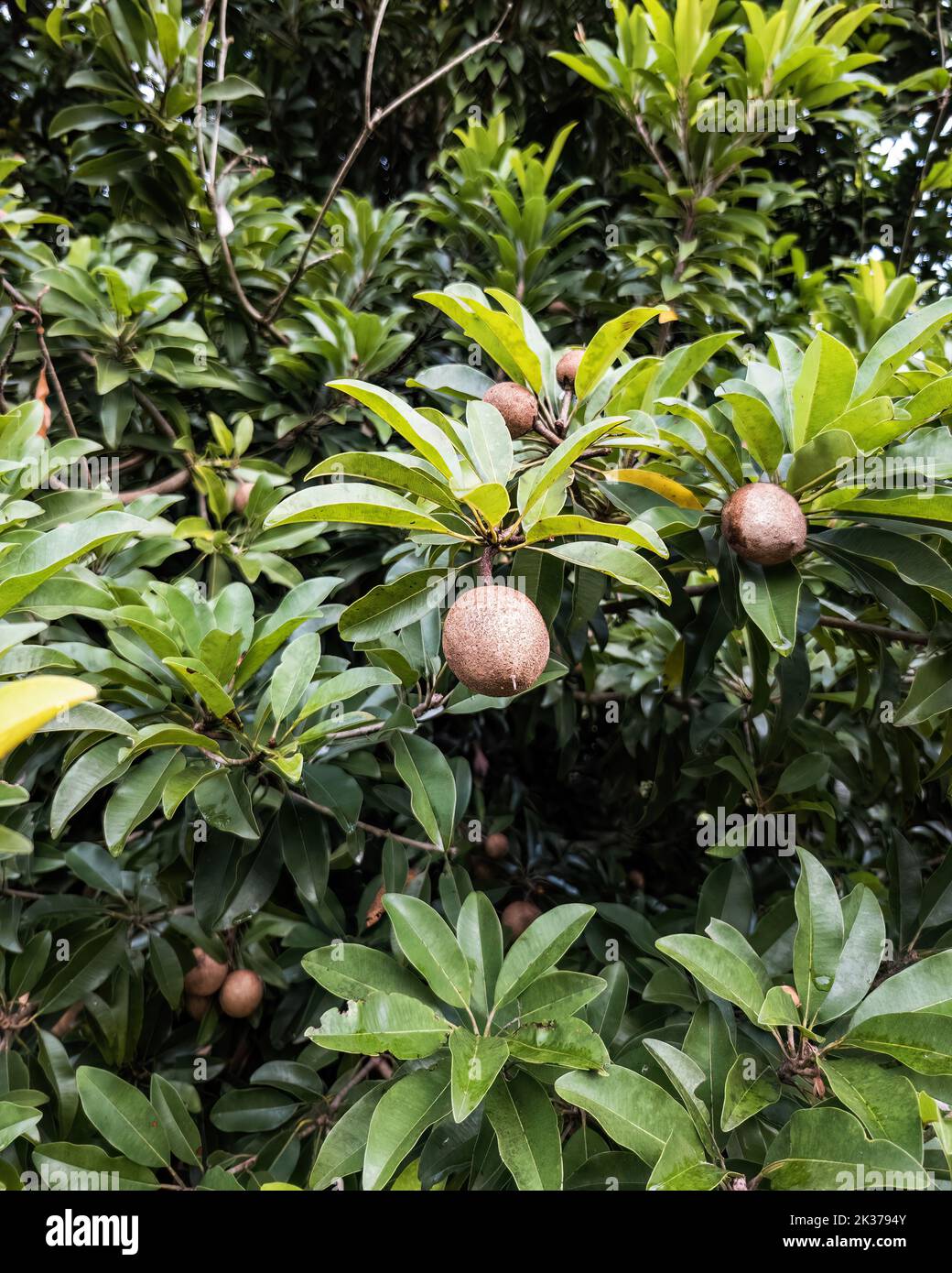 Raw sapodilla, sapote, chikoo, Manilkara zapota in the garden Stock Photo - Alamy