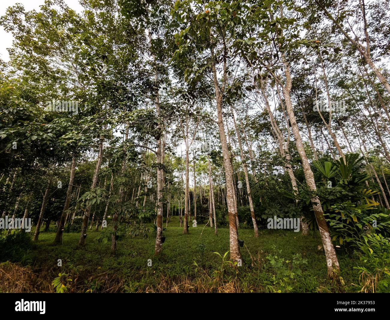 Rubber trees india hi-res stock photography and images - Alamy