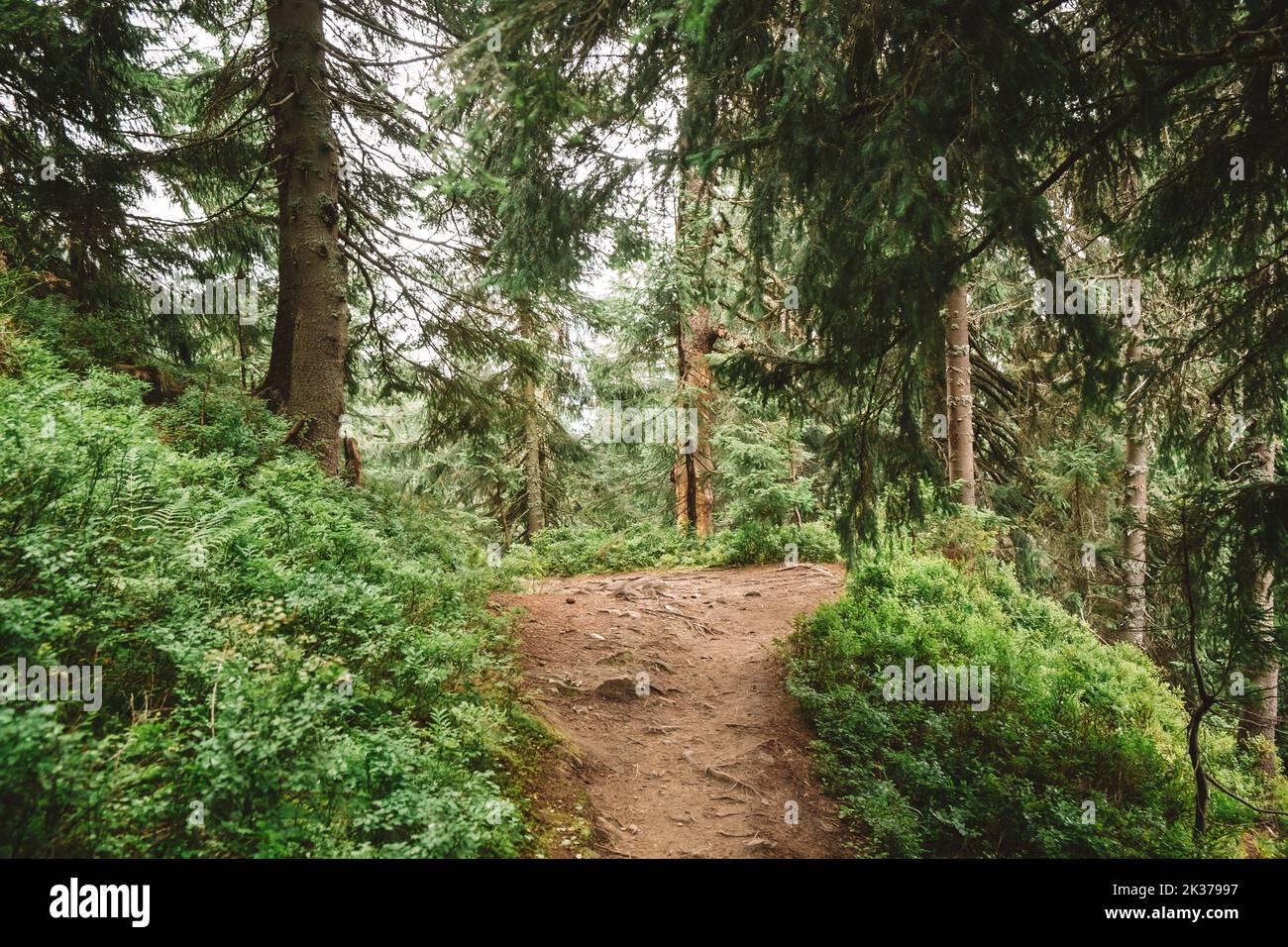 Trekking path in green forest, wooden coniferous pine trees, bushes and ...