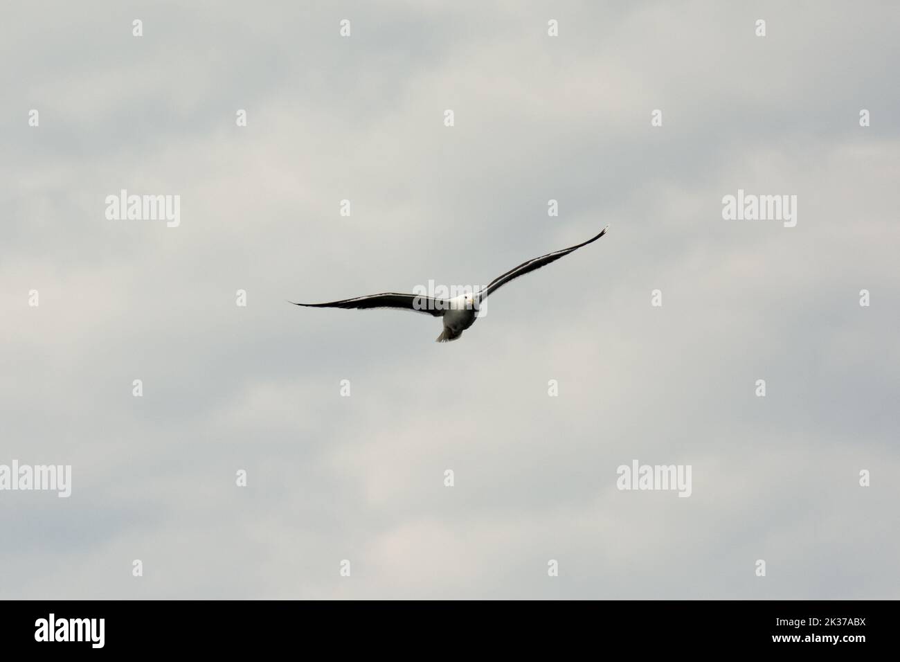 Great black-backed gull flying over Vestfjorden at the West coast of ...