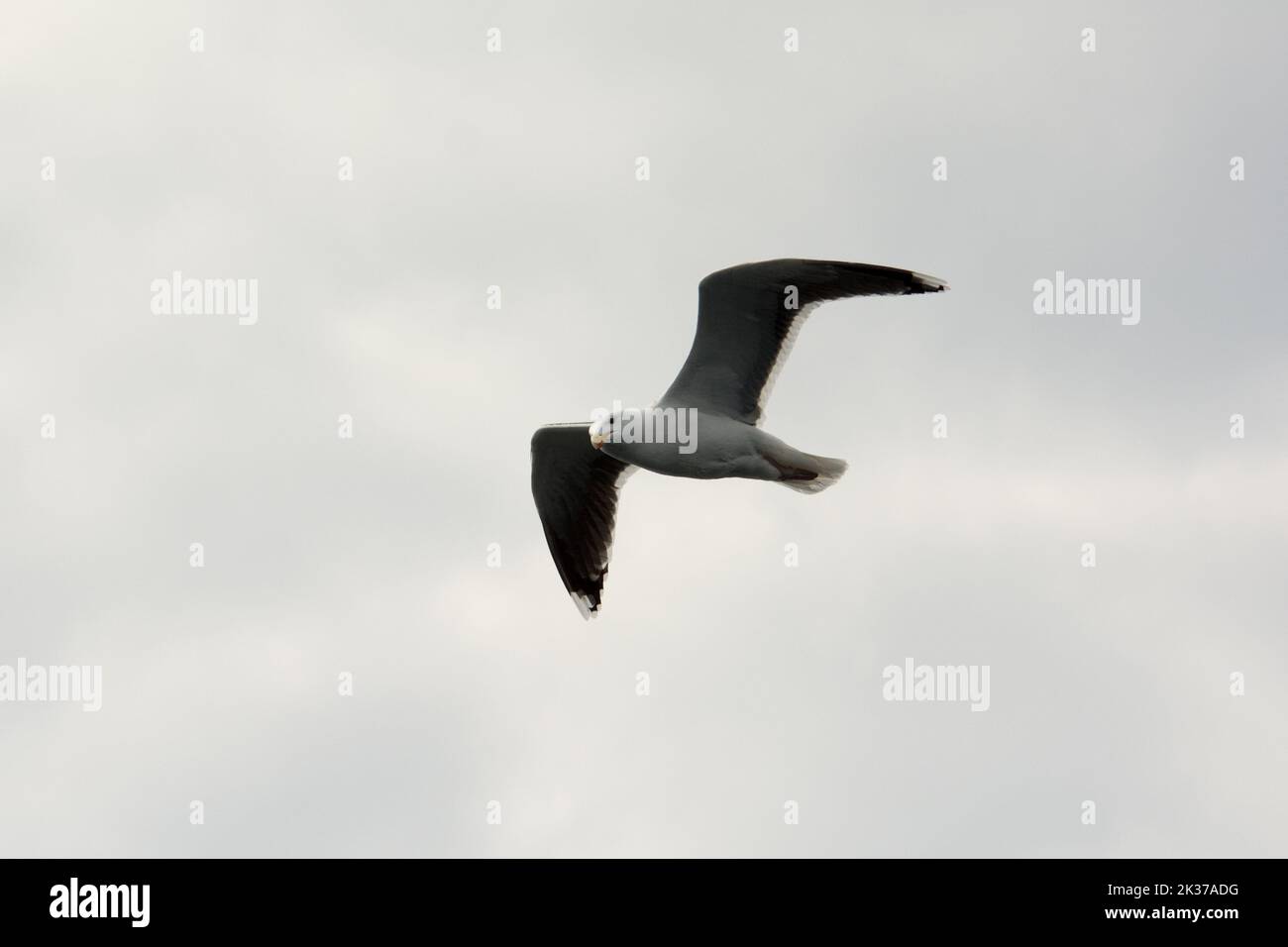 Great black-backed gull flying over Vestfjorden at the West coast of ...
