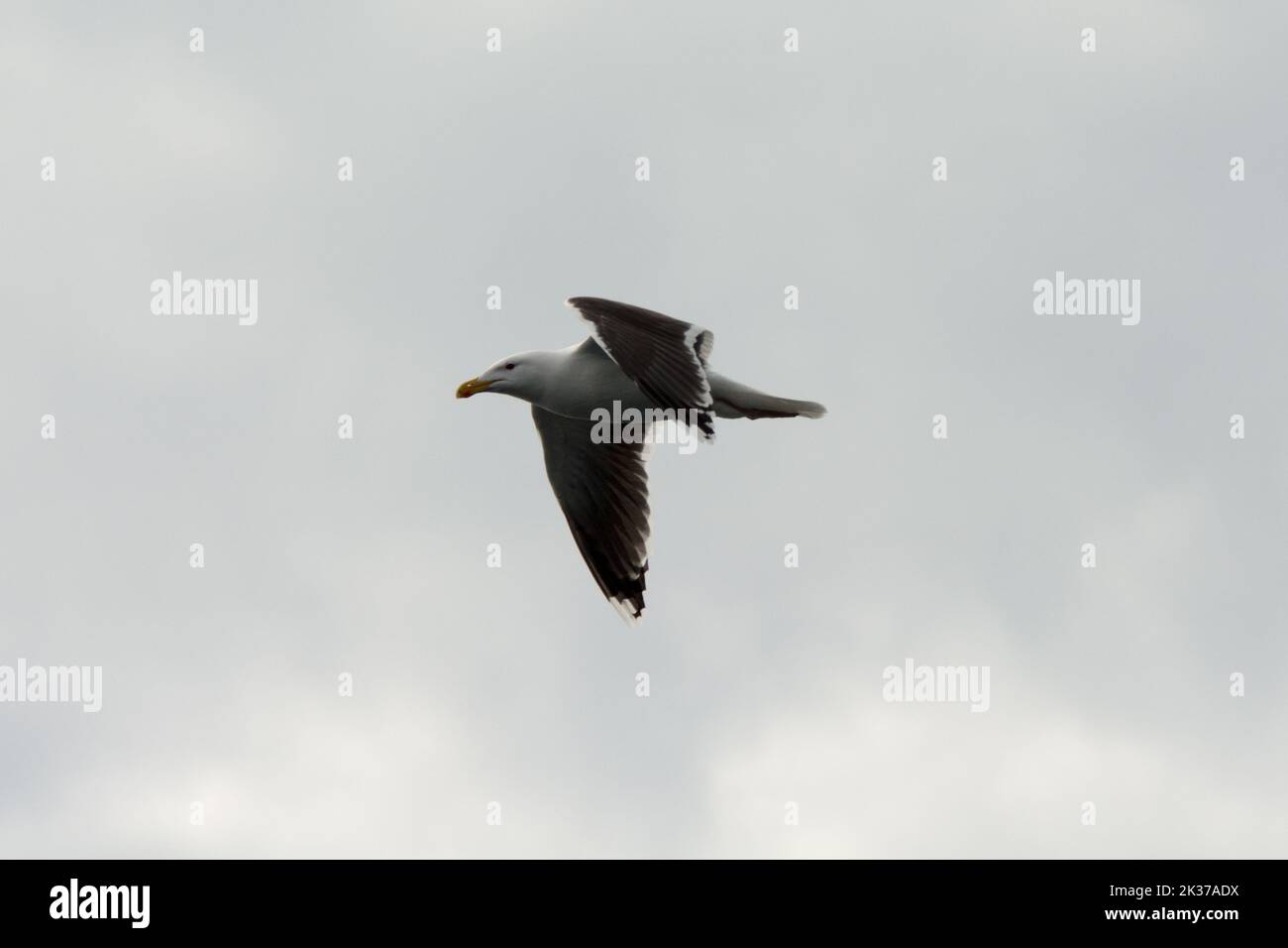 Great black-backed gull flying over Vestfjorden at the West coast of ...