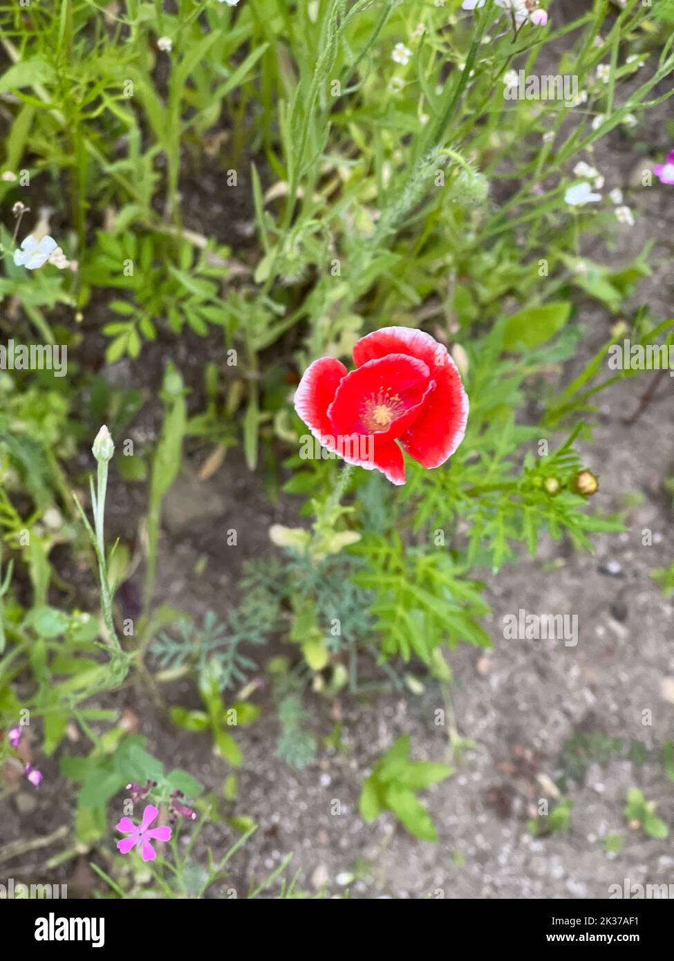 The vertical top view of a Common poppy growing on the soil Stock Photo ...