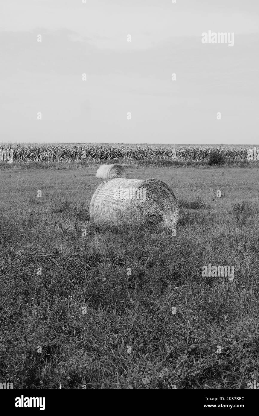 Typical circular bales of hay dotting the countryside and farmland in a ...