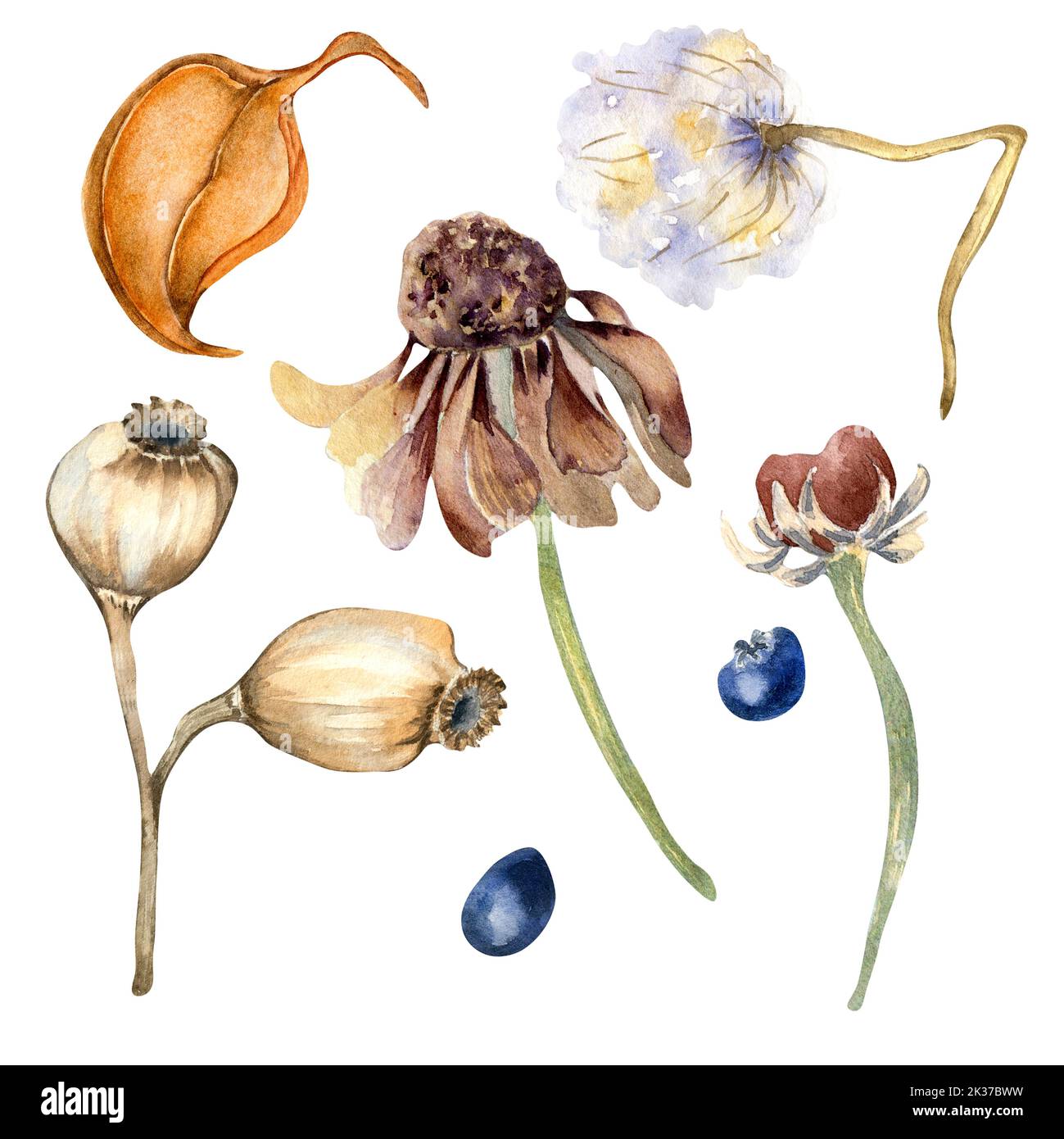 Botanical drawing blueberry hi-res stock photography and images - Alamy