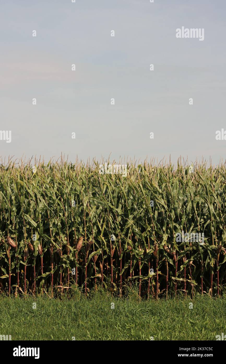 Typical common fields of corn growing in the late summer Stock Photo ...