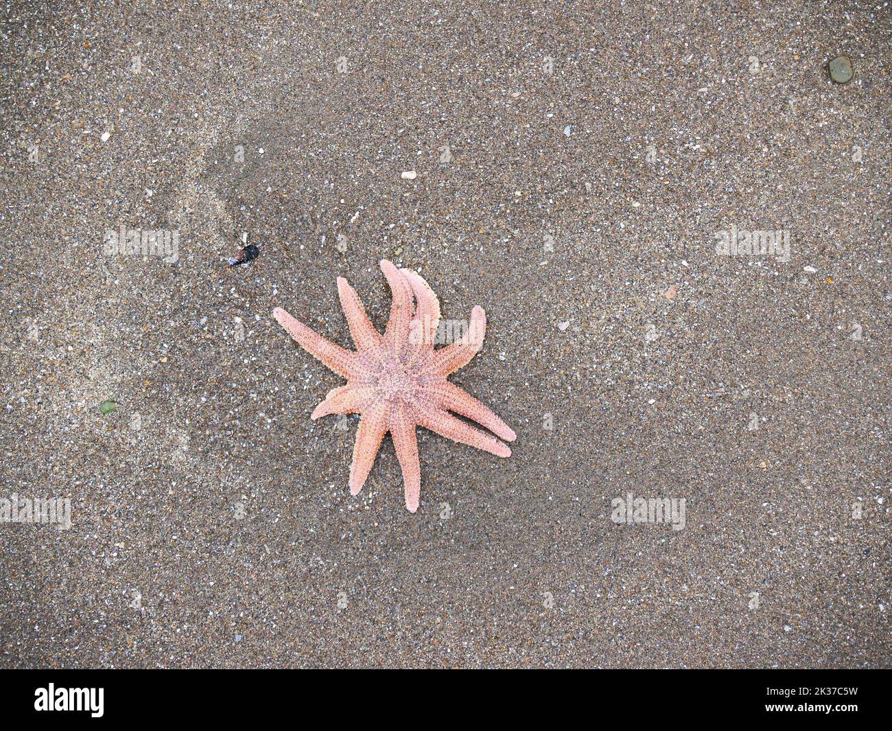 Starfish leg hi-res stock photography and images - Alamy