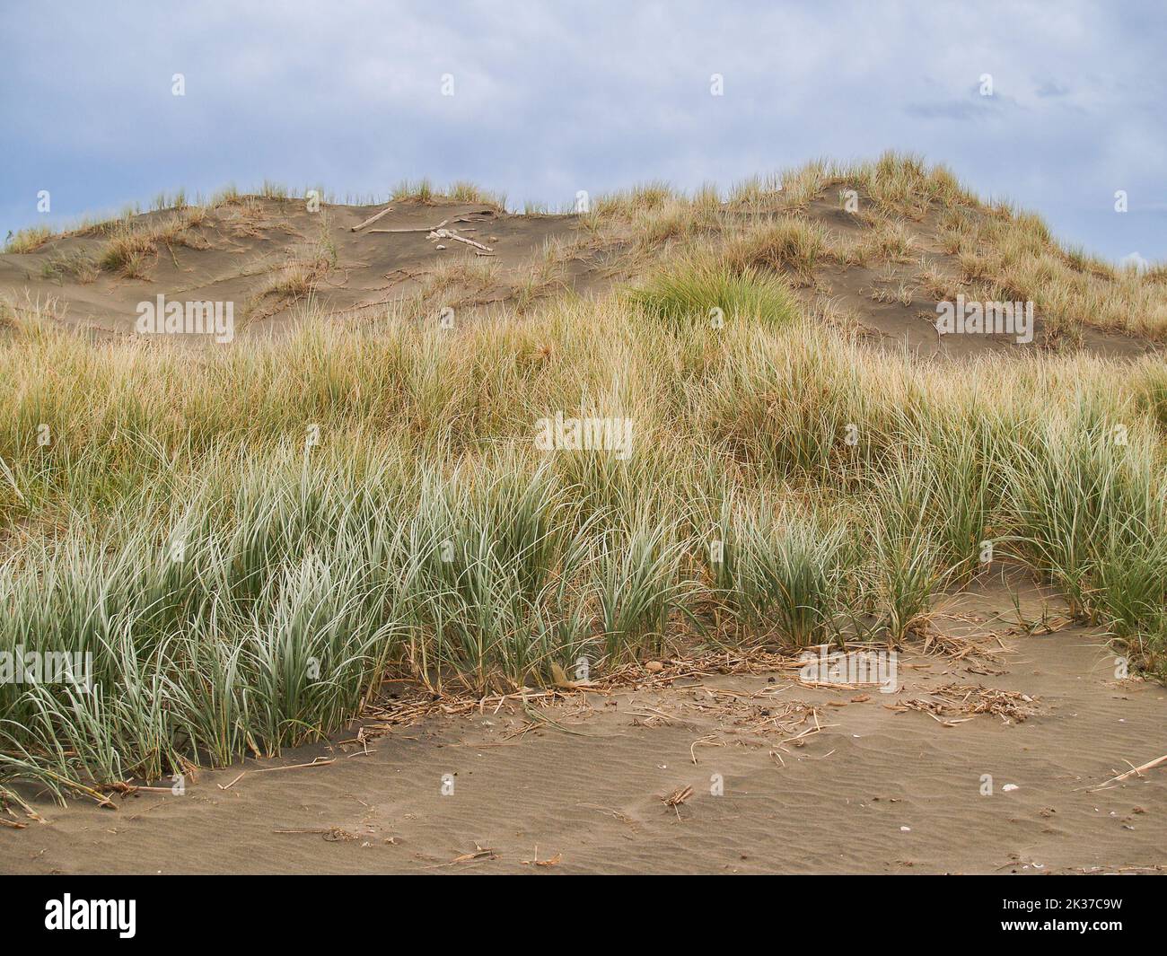 Marram grass growing windy west coast sandunes Stock Photo - Alamy