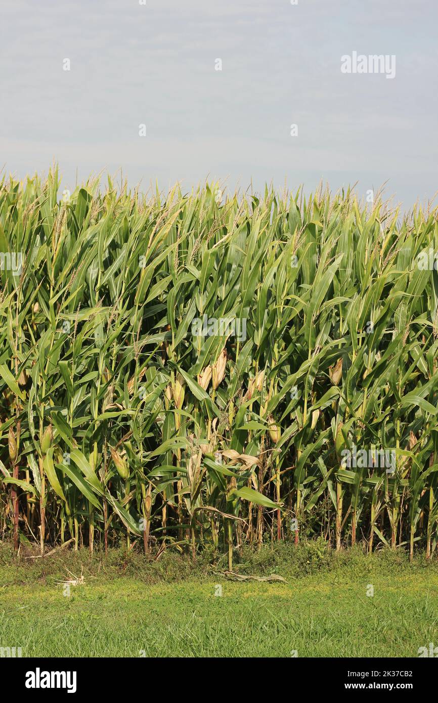 Typical common fields of corn growing in the late summer Stock Photo ...
