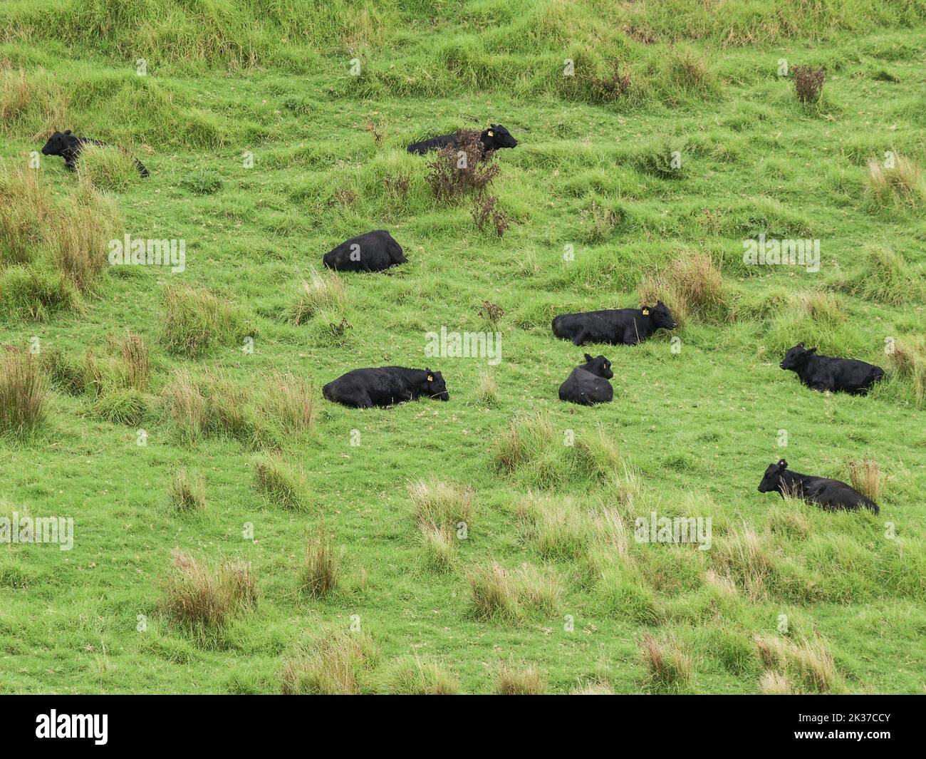 Scattered cows hi-res stock photography and images - Alamy