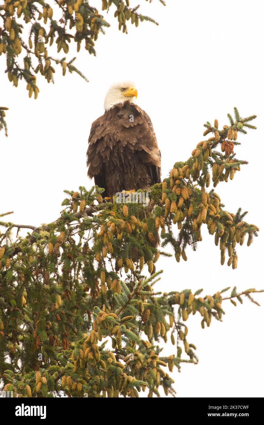 Bald eagle (Haliaeetus leucocephalus) at Salmon River estuary, Knight ...