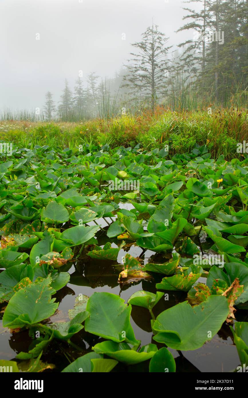 Beaver Creek, Brian Booth State Park, Oregon Stock Photo - Alamy
