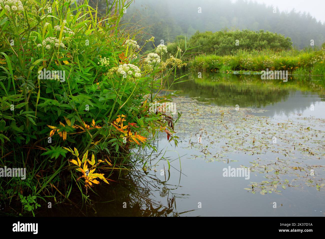 Beaver Creek, Brian Booth State Park, Oregon Stock Photo - Alamy