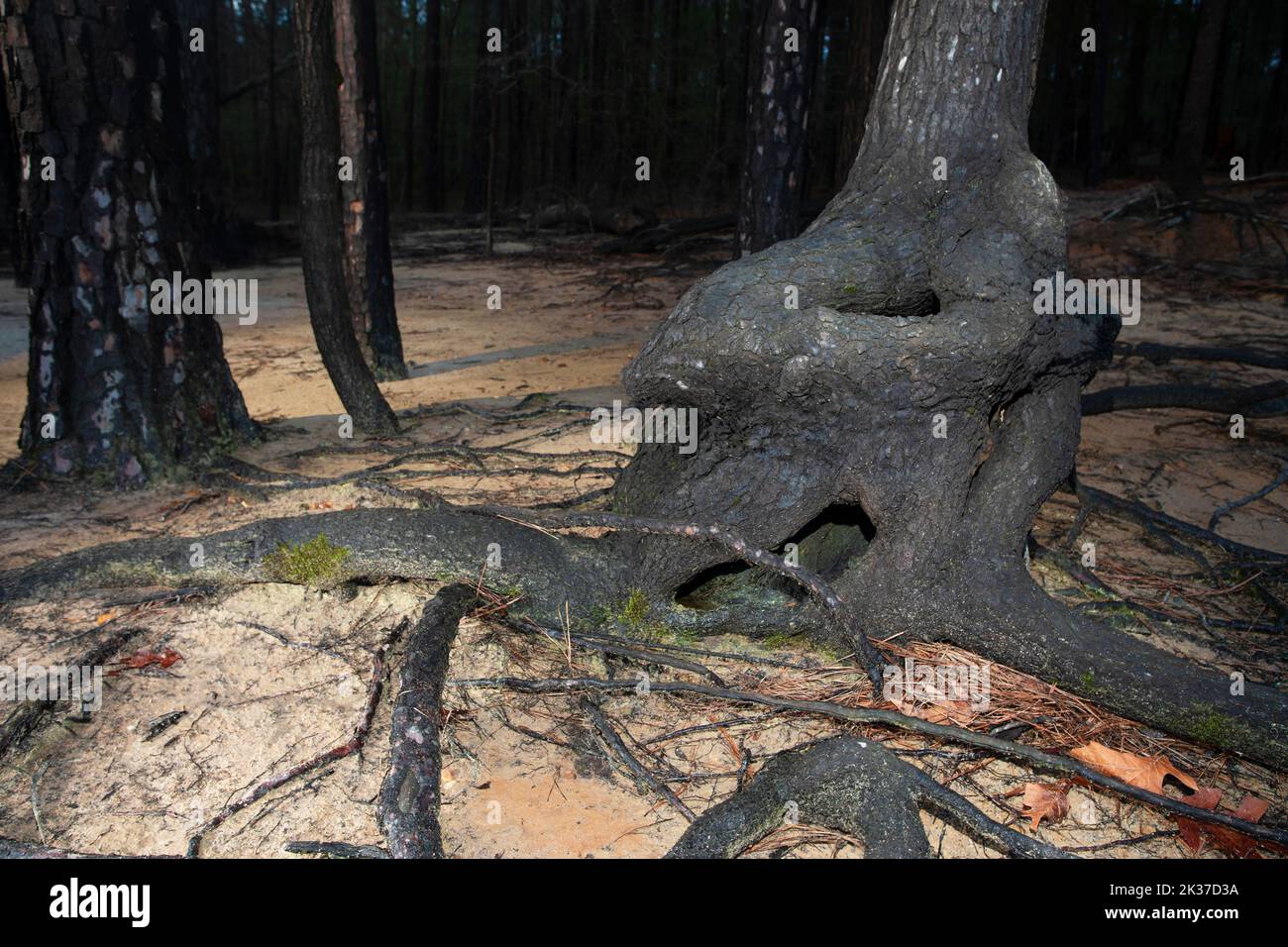 Old deformed tree trunk and roots at Jordan Lake in North Carolina ...