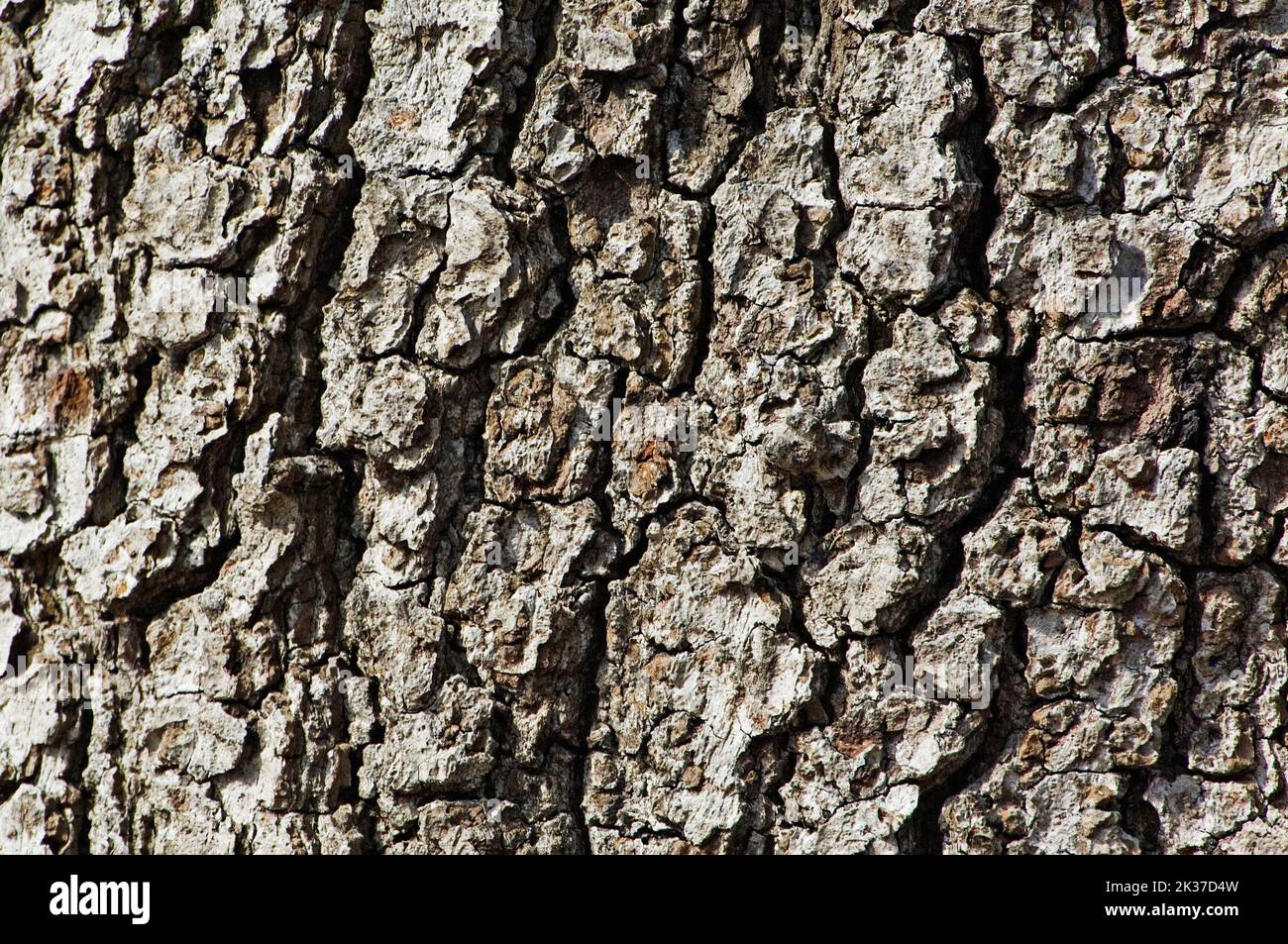 Black oak bark Stock Photo - Alamy