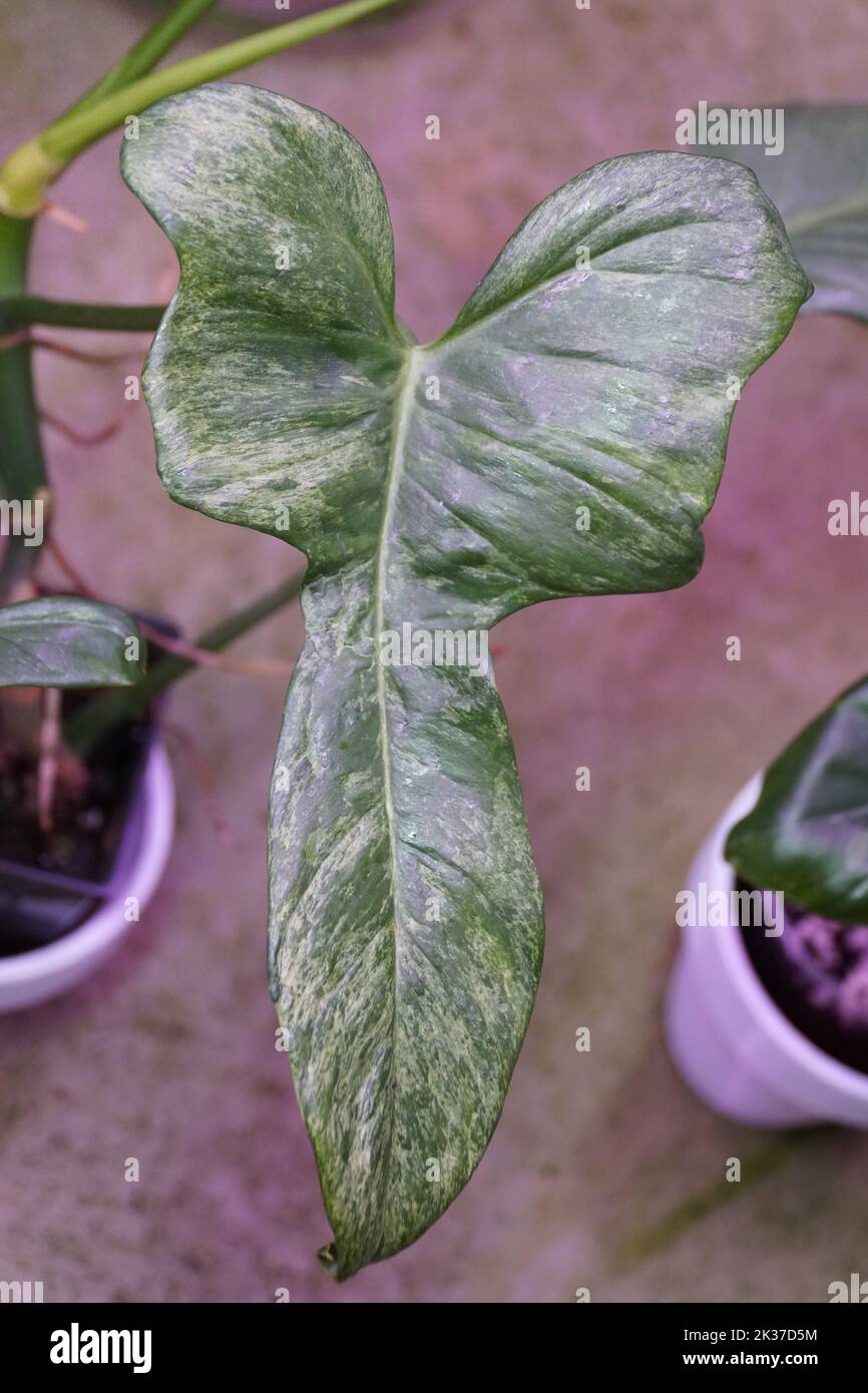 Close up of a variegated leaf of Philodendron Bipennifolium Splash ...