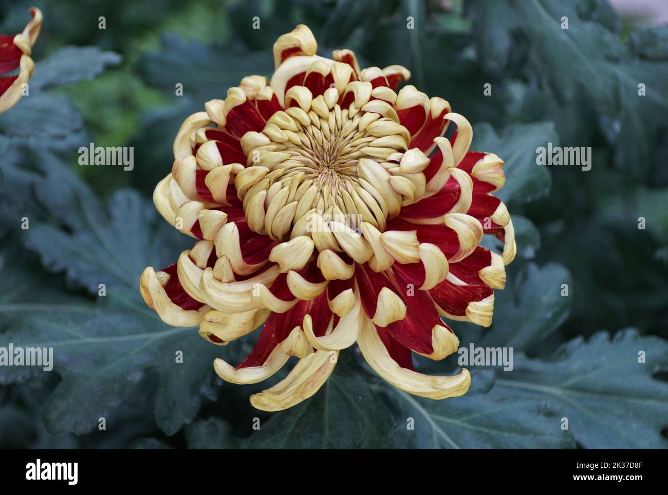 The red and light yellow color of irregular incurve mum 'Crimson Tide ...