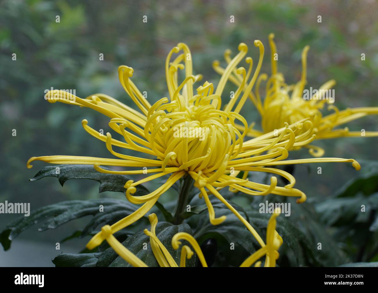 Close up of the yellow color of spider mum 'Golden Splendor' flower ...