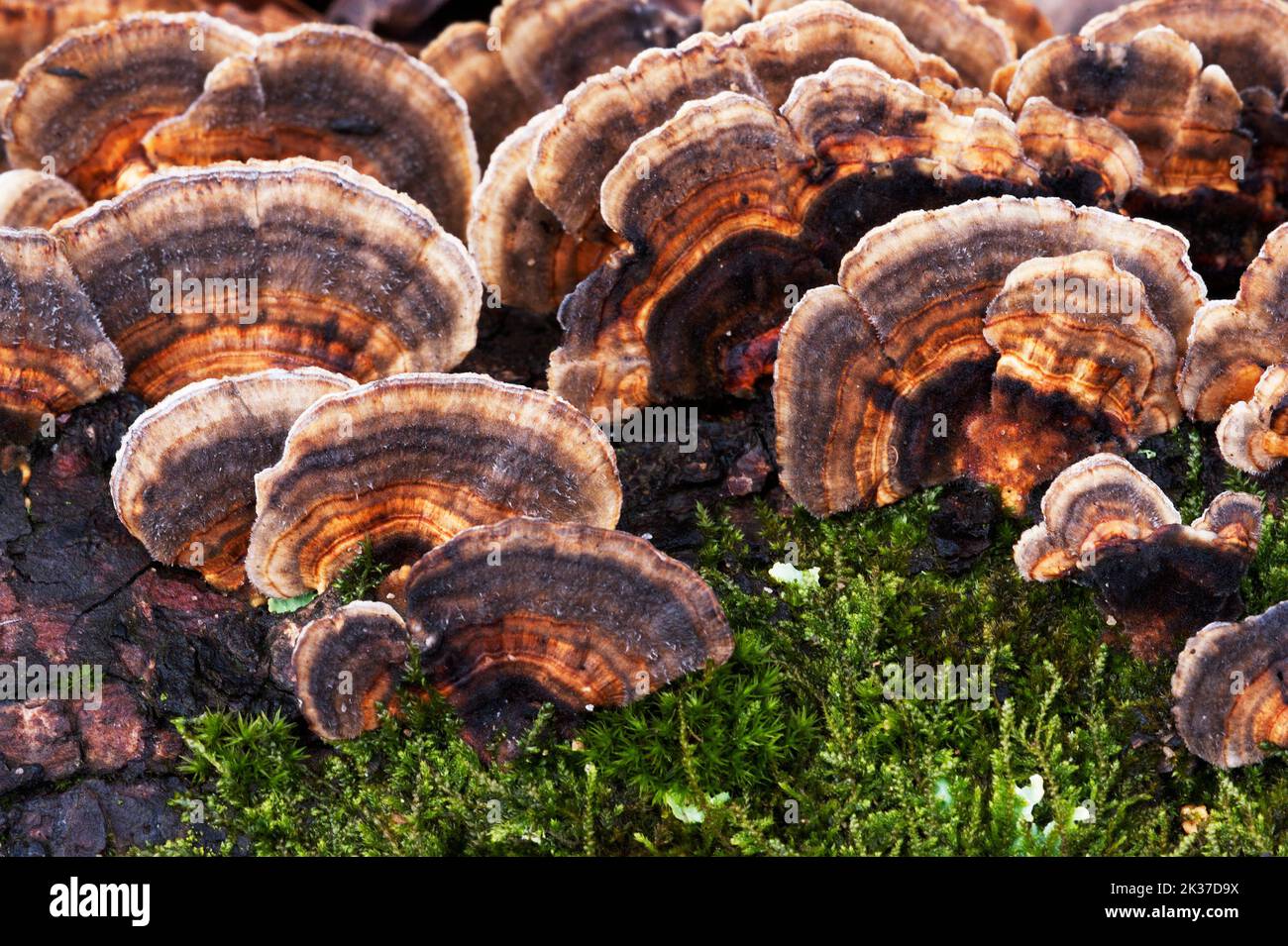 Turkeytail fungi (Trametes versicolor Stock Photo - Alamy