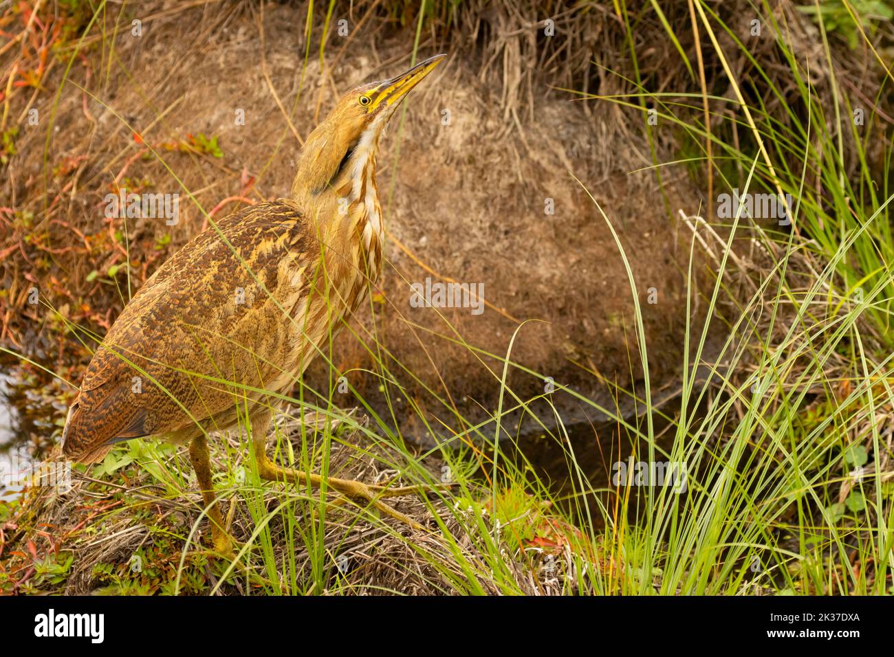 American bittern (Botaurus lentiginosus), Billy Frank Jr Nisqually ...